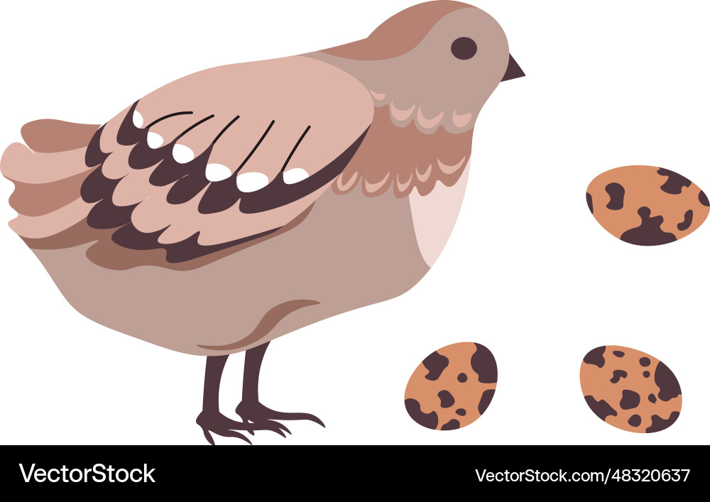 Quail bird with eggs hatching avian animal Vector Image