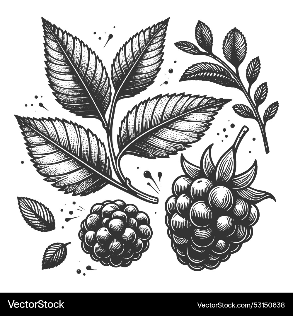 Blackberries and leaves Royalty Free Vector Image