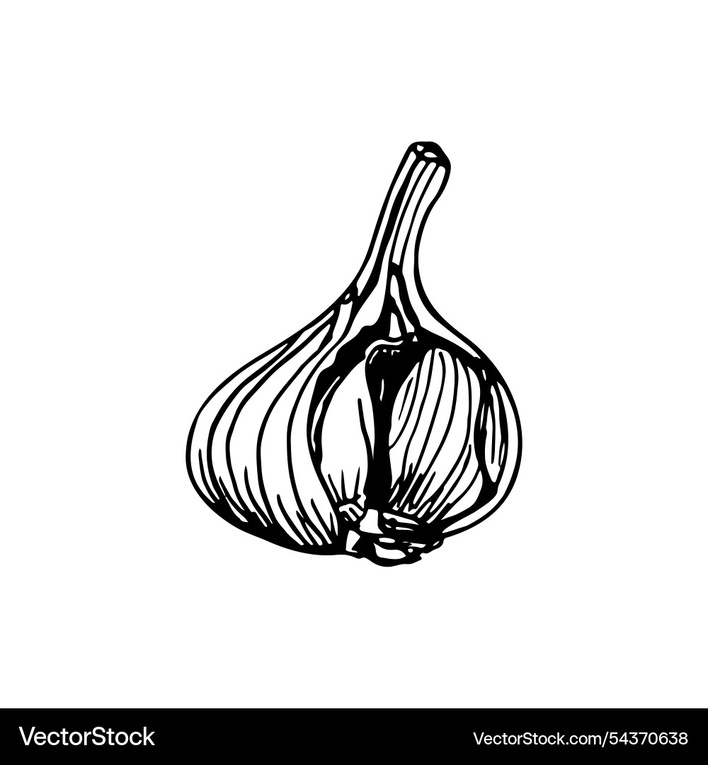 Garlic sketch outline simple doodle drawing Vector Image