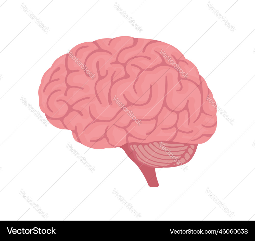 Human brain Royalty Free Vector Image - VectorStock