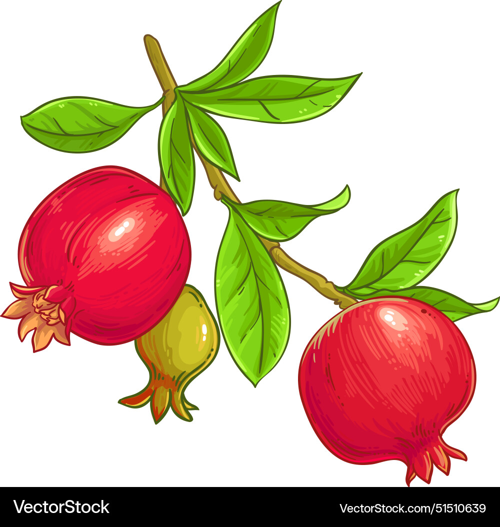 Pomegranate branch colored detailed Royalty Free Vector Pomegranate branch colored detailed Royalty Free Vector
