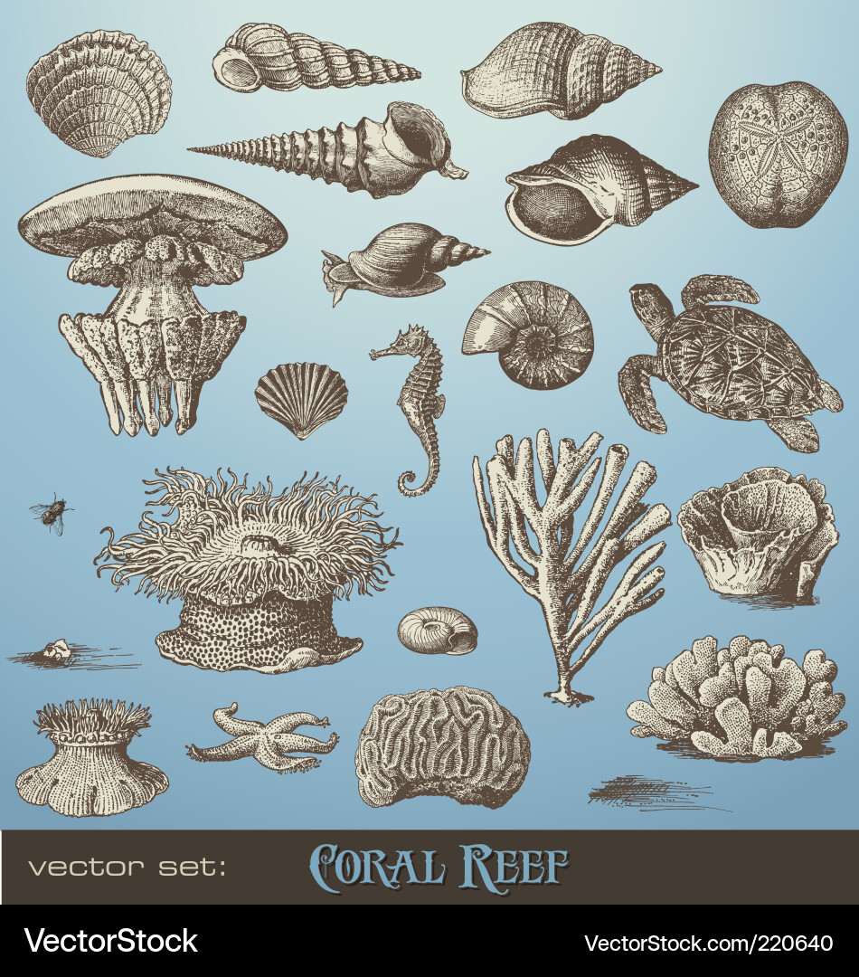 Coral reef Royalty Free Vector Image - VectorStock