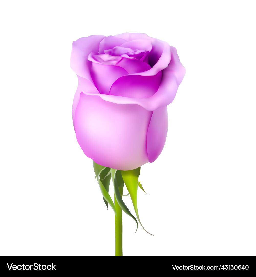 Realistic 3d rose on white background Royalty Free Vector