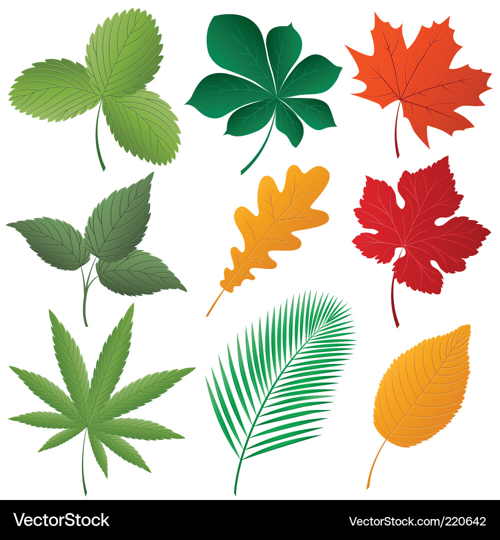 Colorful Leaf Collection Royalty Free Vector Image