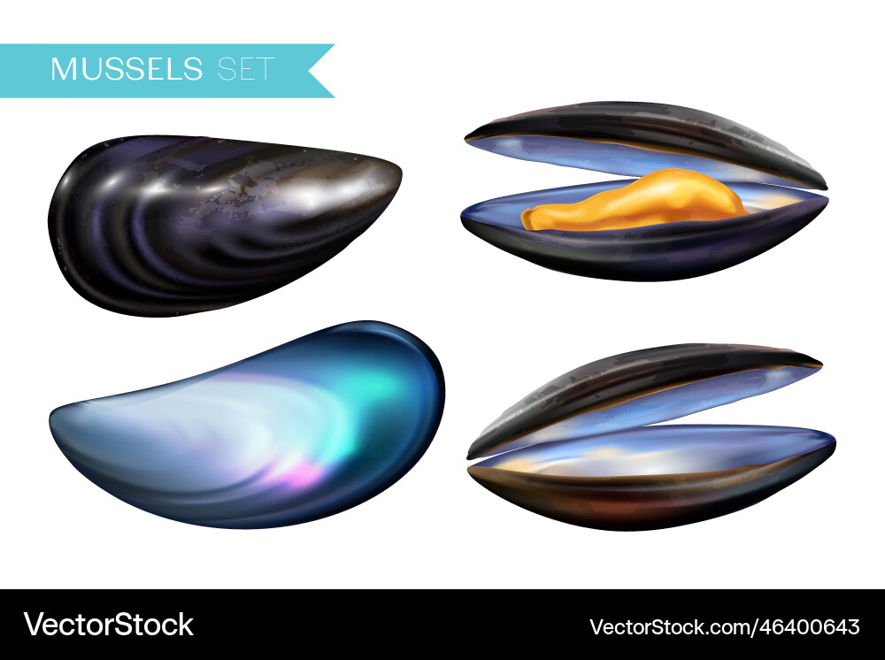 Mussels shell color set Royalty Free Vector Image