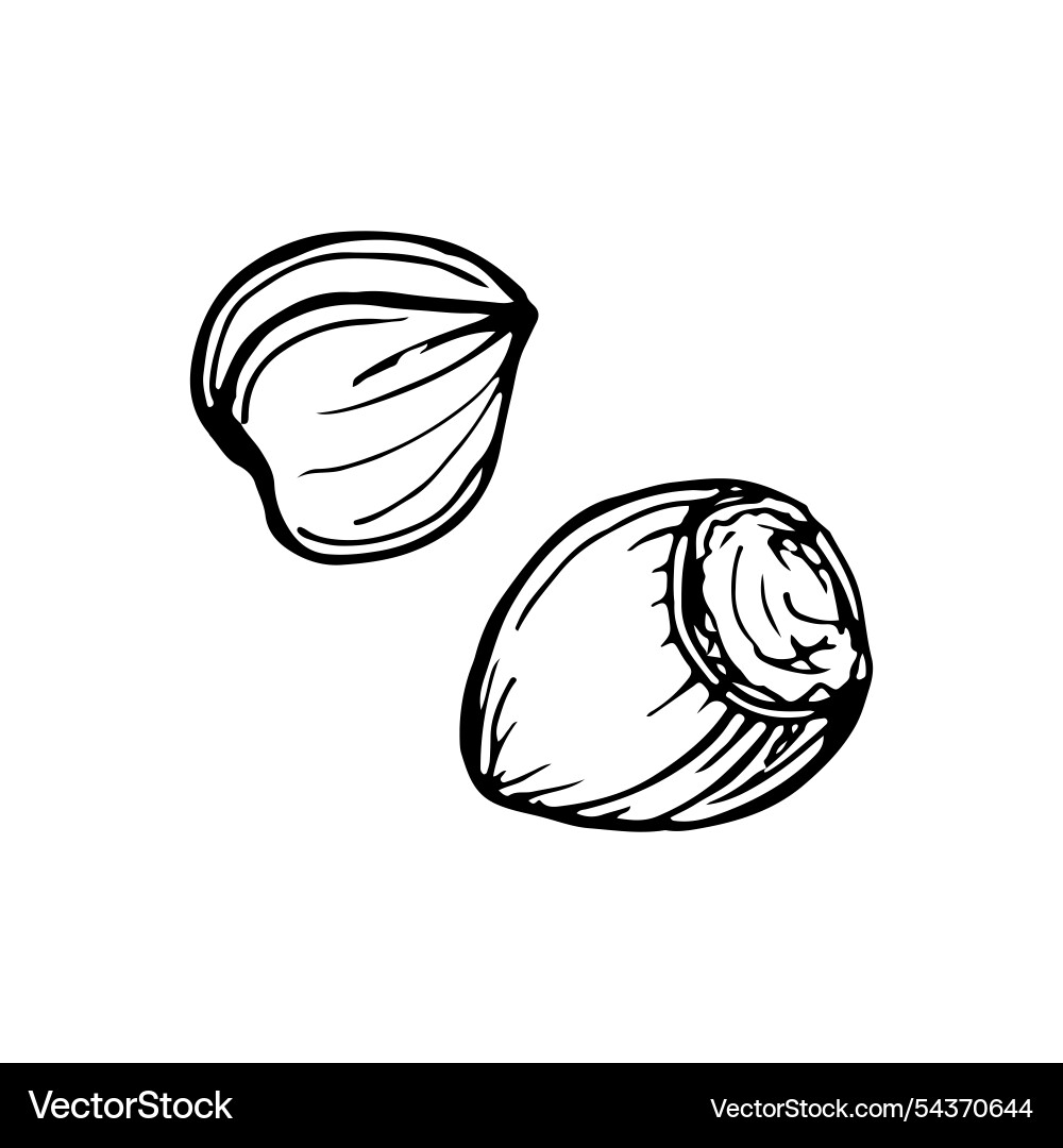 Hazelnut sketch outline simple doodle drawing Vector Image