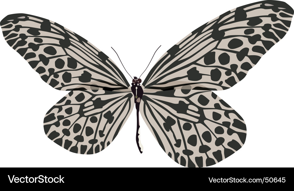 Butterfly Royalty Free Vector Image - VectorStock