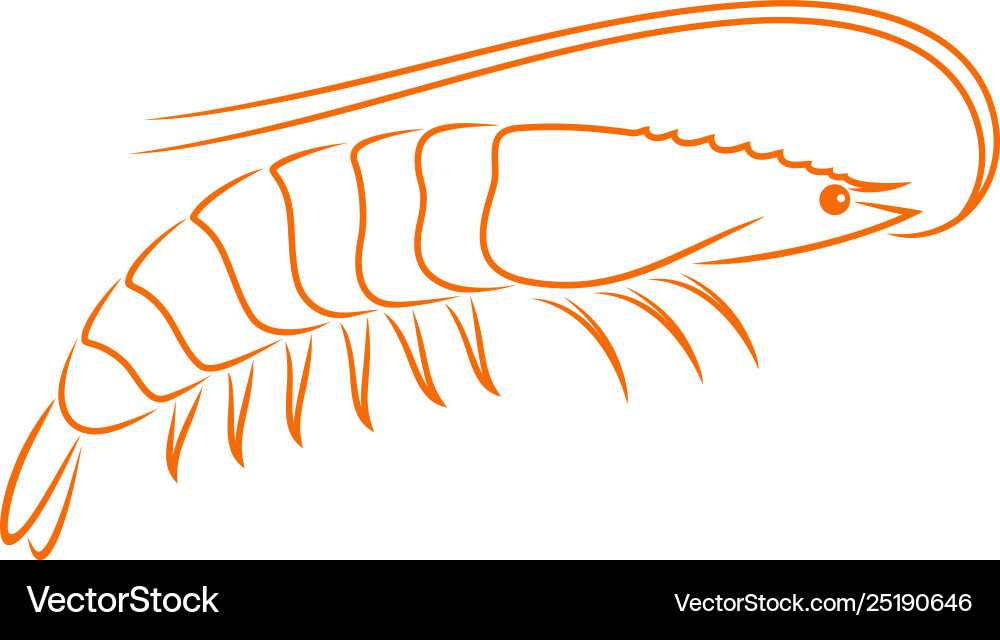 Shrimp outline Royalty Free Vector Image - VectorStock