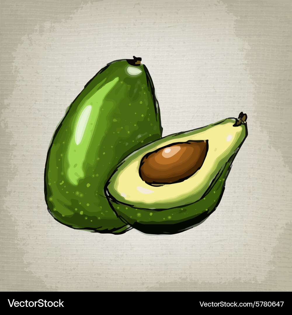 Avocado Royalty Free Vector Image - VectorStock