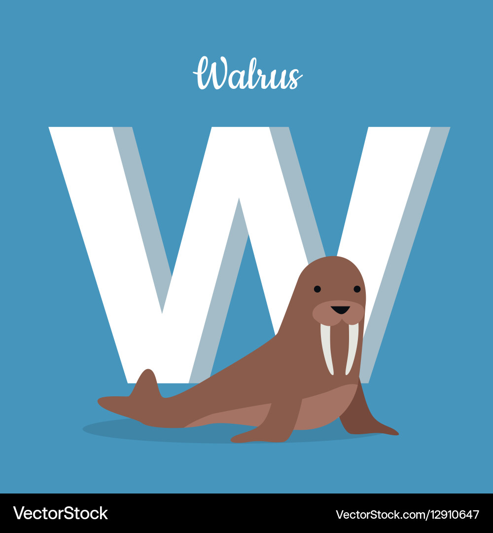 Walrus on ice floe with letter w abc alphabet Vector Image