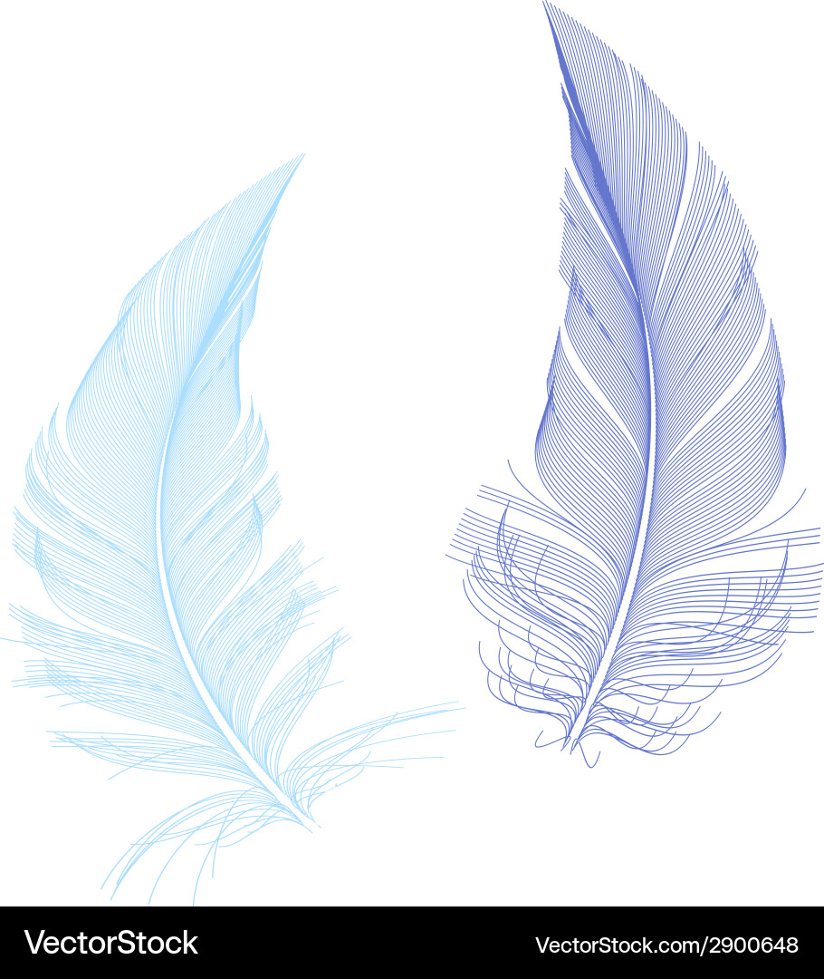 Blue birds feather Royalty Free Vector Image - VectorStock