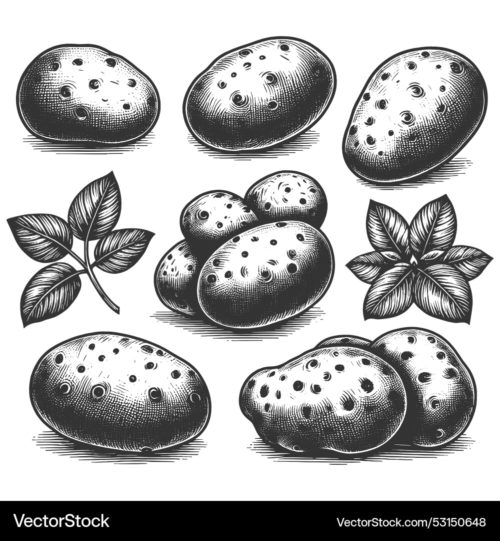 Potatoes with leaves Royalty Free Vector Image