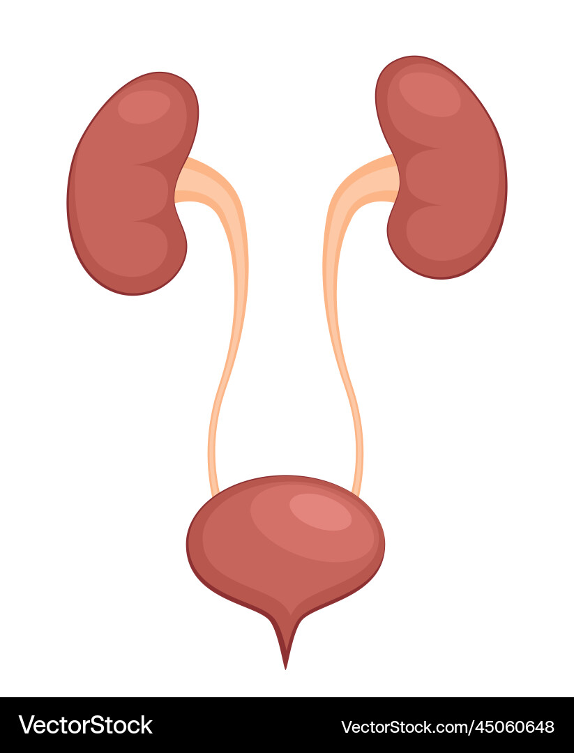 Urinary System Anatomy Diagram Royalty Free Vector Image