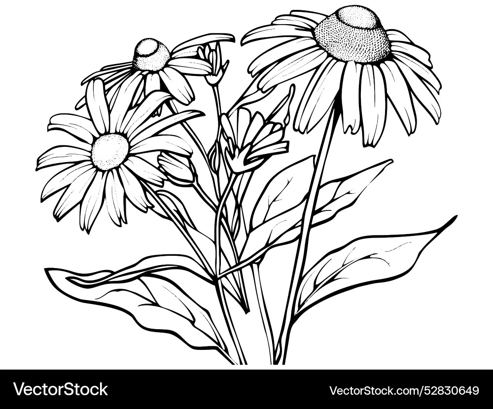 Chamomile flowers hand draw vintage clip art Vector Image