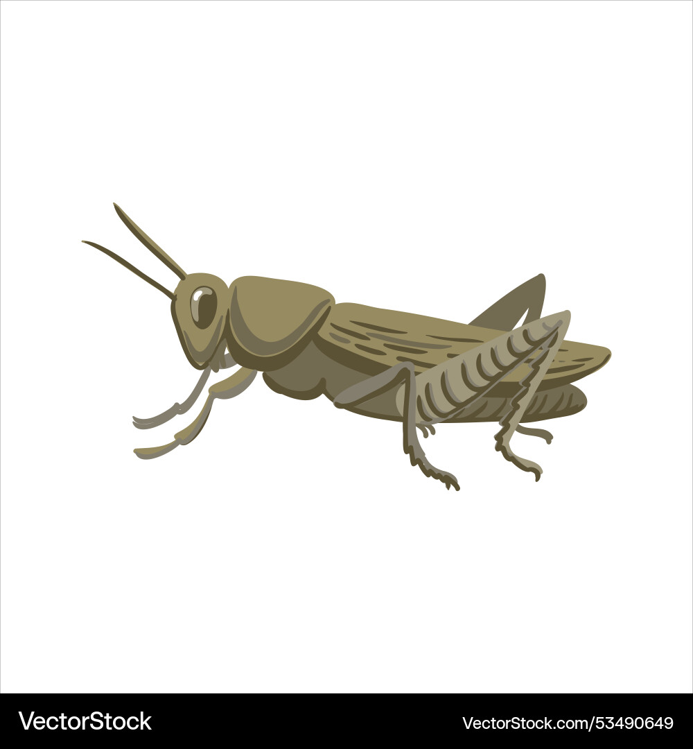 Drawing italian locust Royalty Free Vector Image