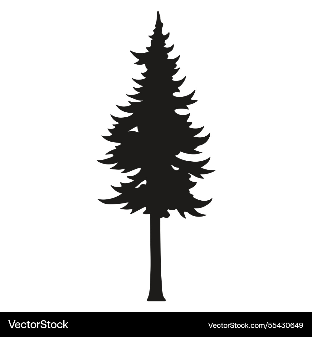 Evergreen tree silhouette on white Royalty Free Vector Image