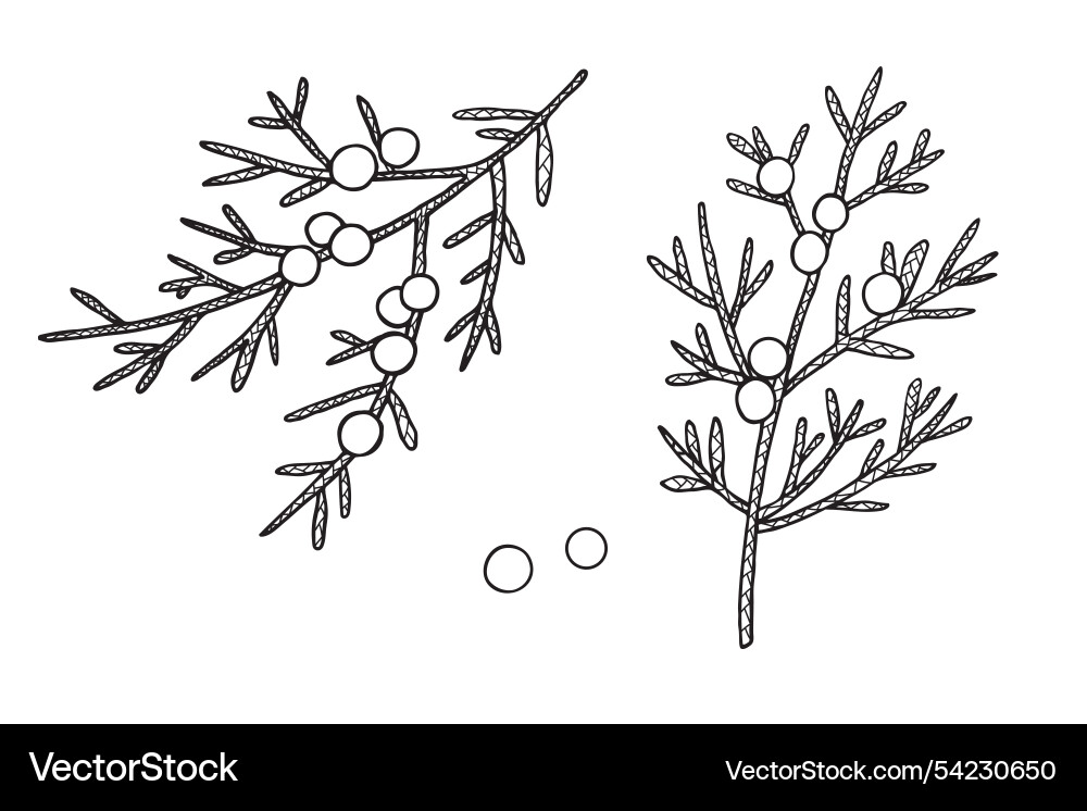 Juniper branches with berries Royalty Free Vector Image