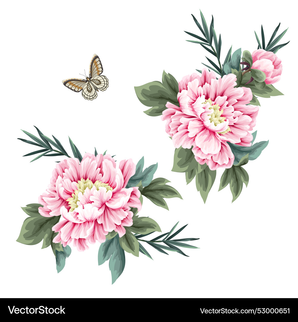 Chinese peonies and butterfly isolated Royalty Free Vector