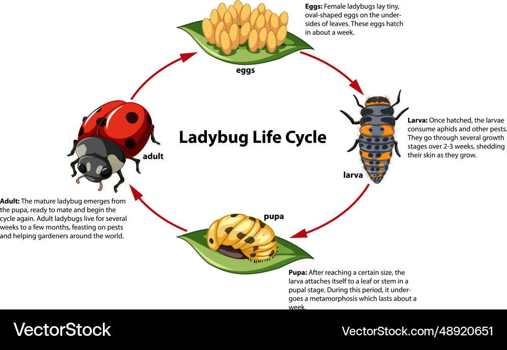 Ladybug life cycle a biology study Royalty Free Vector Image
