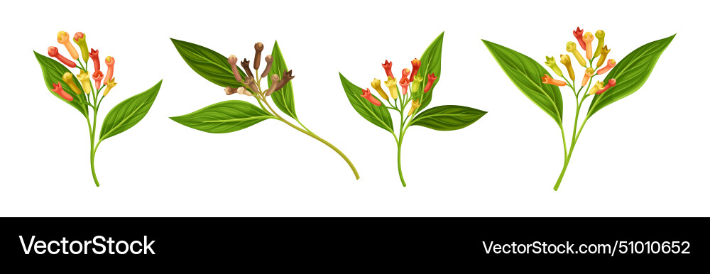 Clove tree branch with ripe aromatic flower bud Vector Image