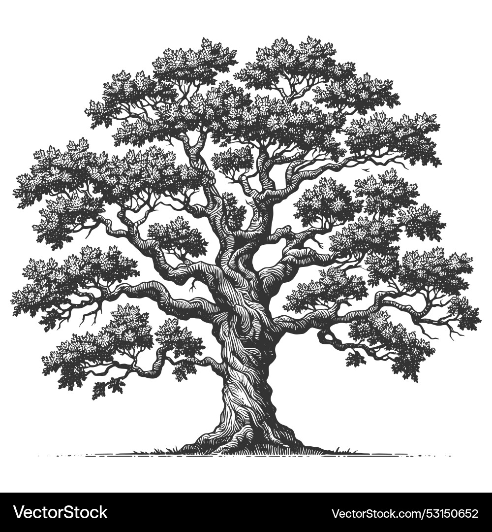 Oak tree with expansive roots engraving Royalty Free Vector
