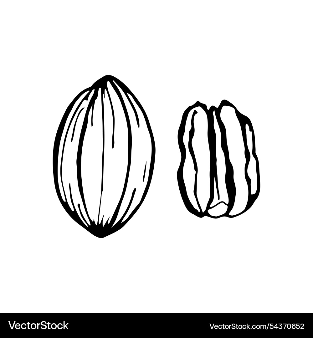 Pecan nut sketch outline simple doodle drawing Vector Image