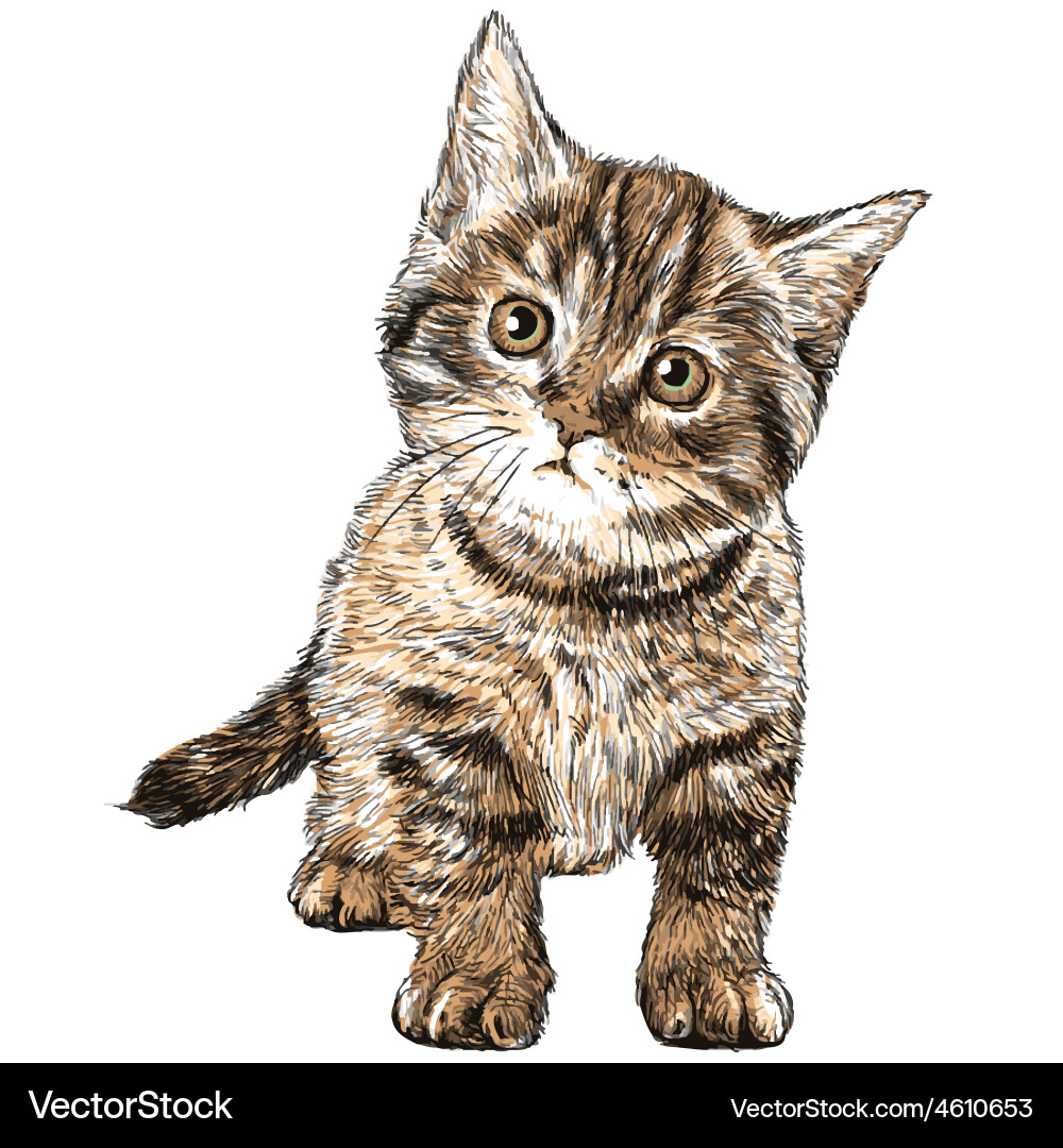 Cat 03 Royalty Free Vector Image - VectorStock