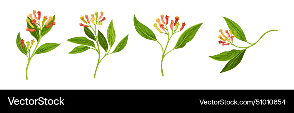 Clove tree branch with ripe aromatic flower bud Vector Image