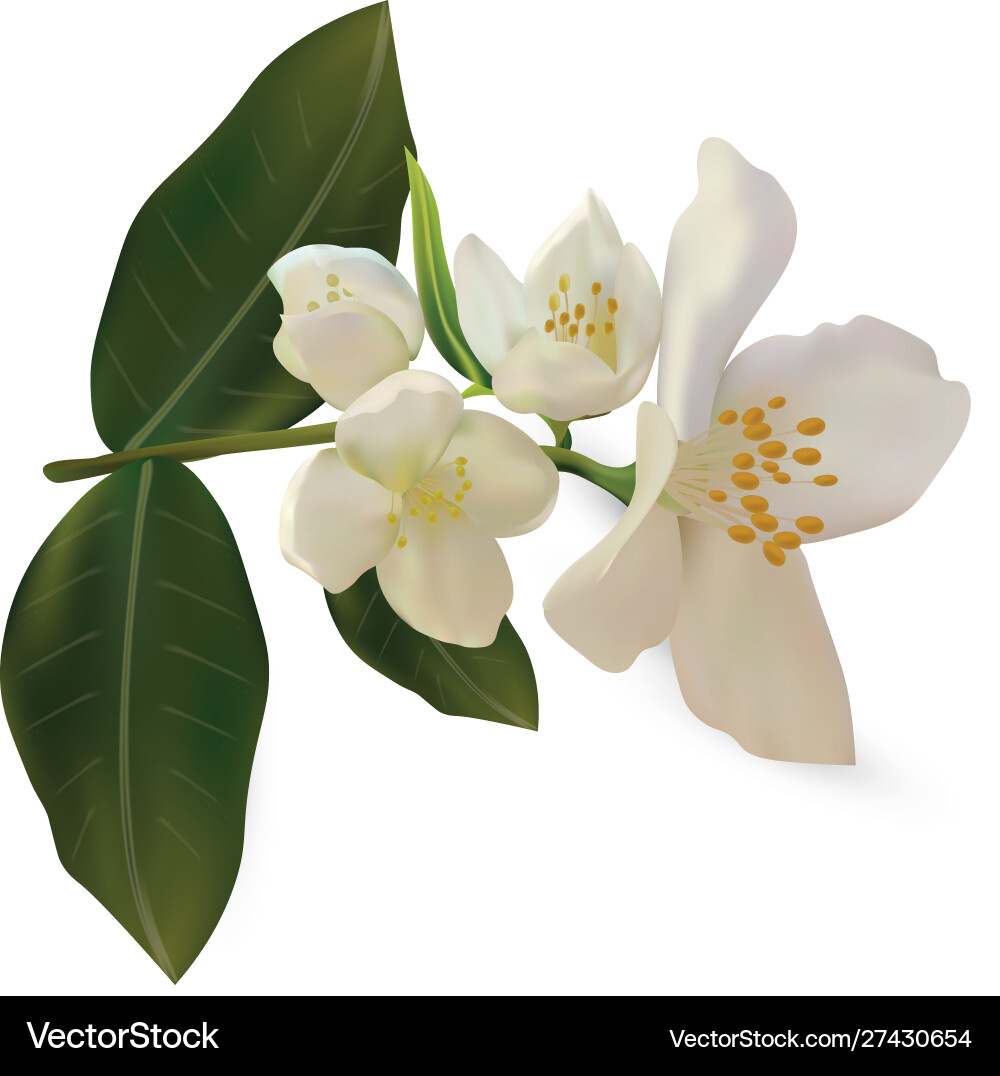 Spring 3d realistic white jasmine Royalty Free Vector Image