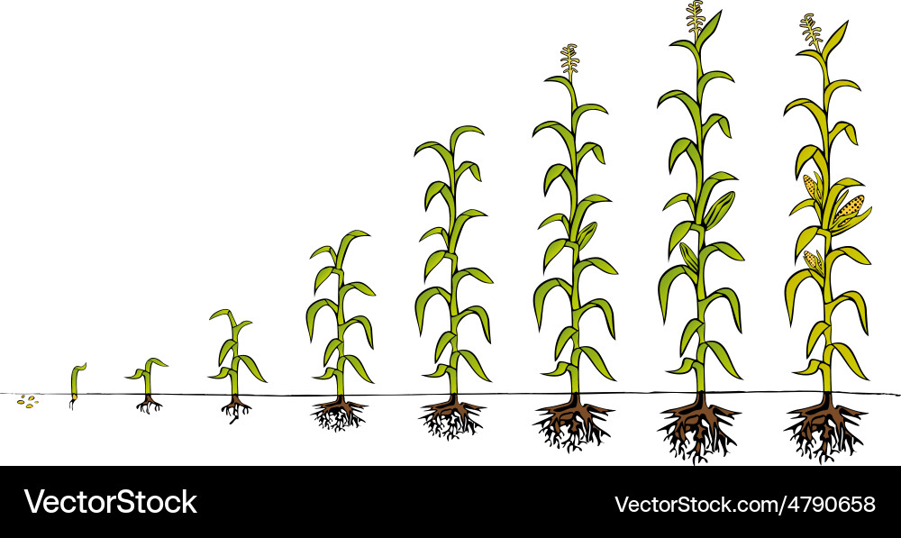 Maize development diagram stages of growth Vector Image