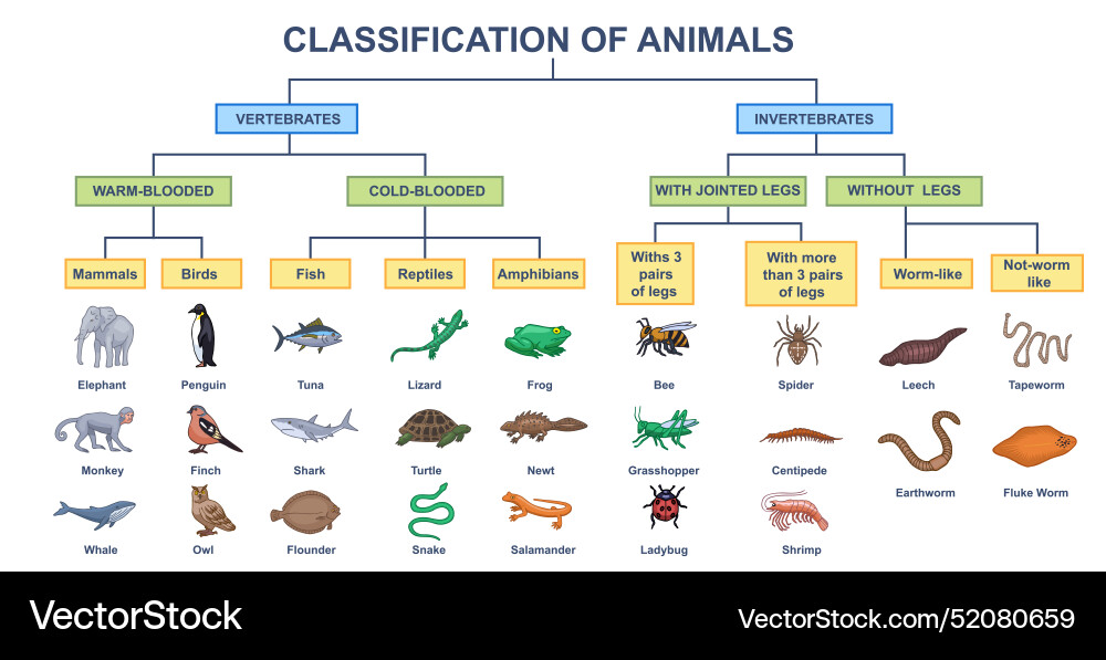 Animal classification diagram educational Vector Image