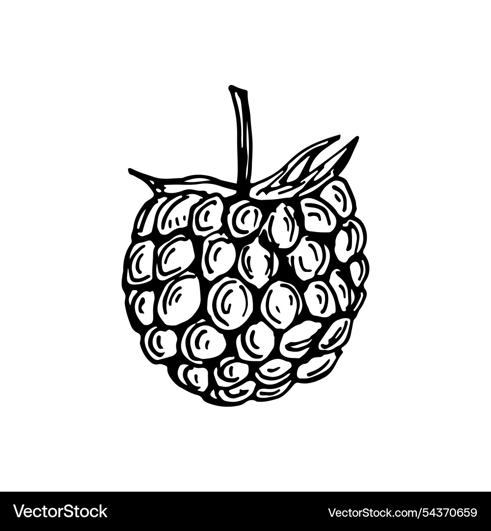 Raspberry sketch outline simple doodle drawing Vector Image