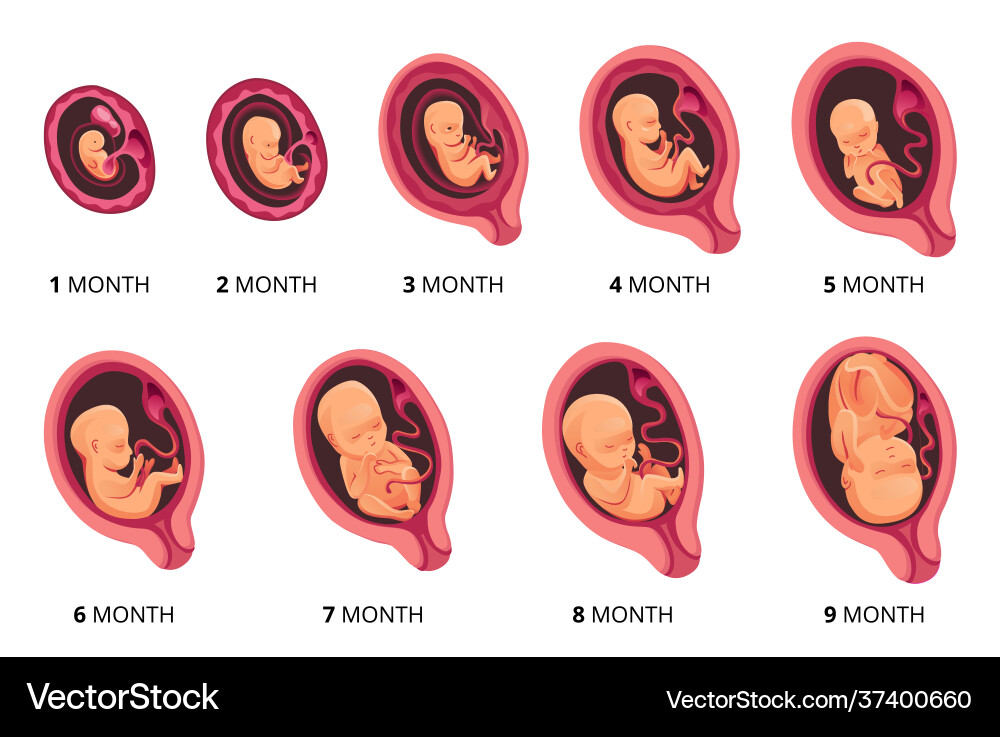 Embryo month stage growth fetal development Vector Image