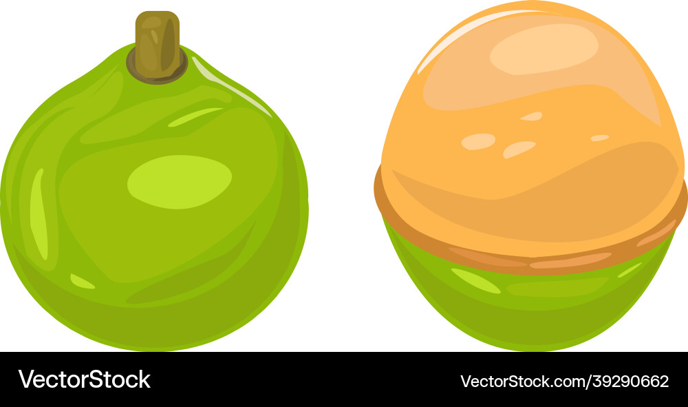 Limoncillo fruit whole cut spanish lime poster Vector Image