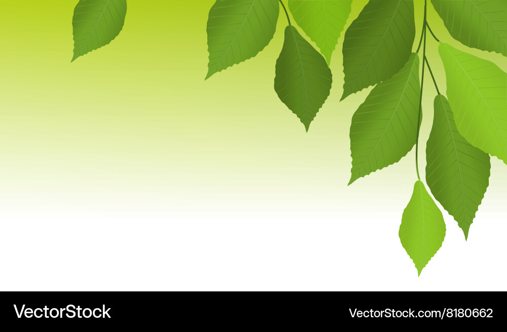 Nature background with tree leaves Royalty Free Vector Image