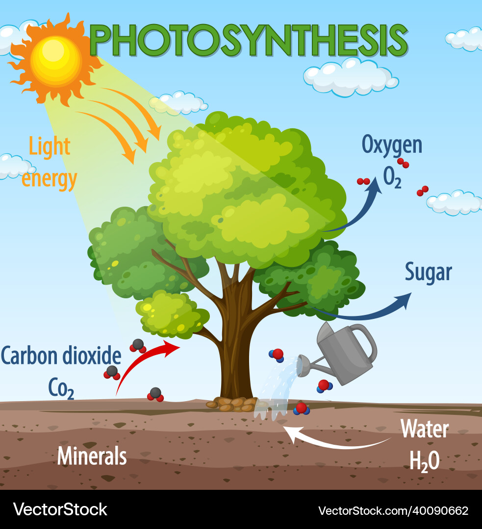 Photosynthesis Process Diagram – Royalty-Free Vector | VectorStock