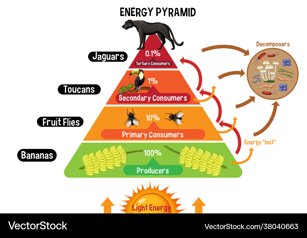 Diagramm mit Energiepyramide für Bildung Vektorbild