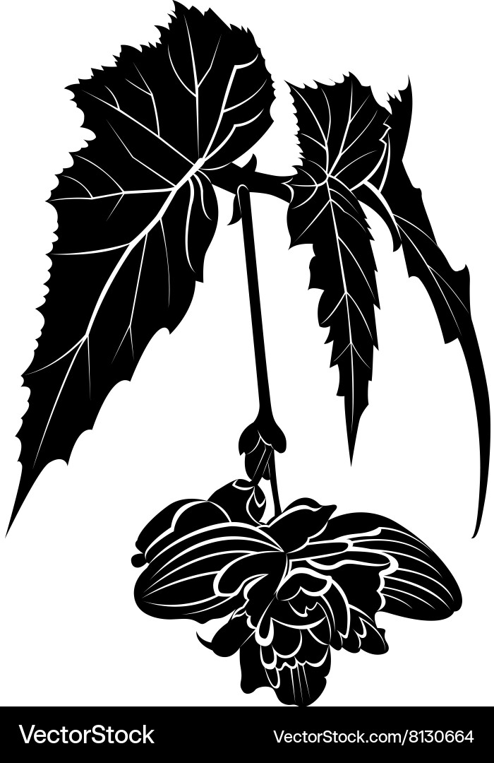 Begonia Royalty Free Vector Image - VectorStock