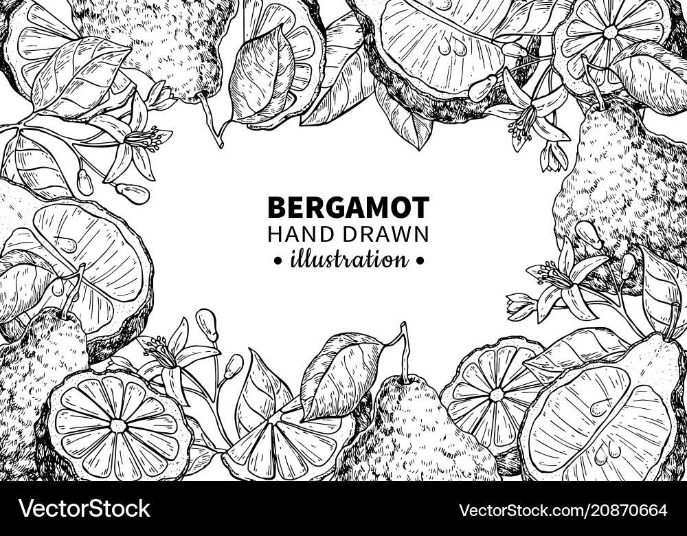 Bergamot drawing frame isolated vintage Royalty Free Vector