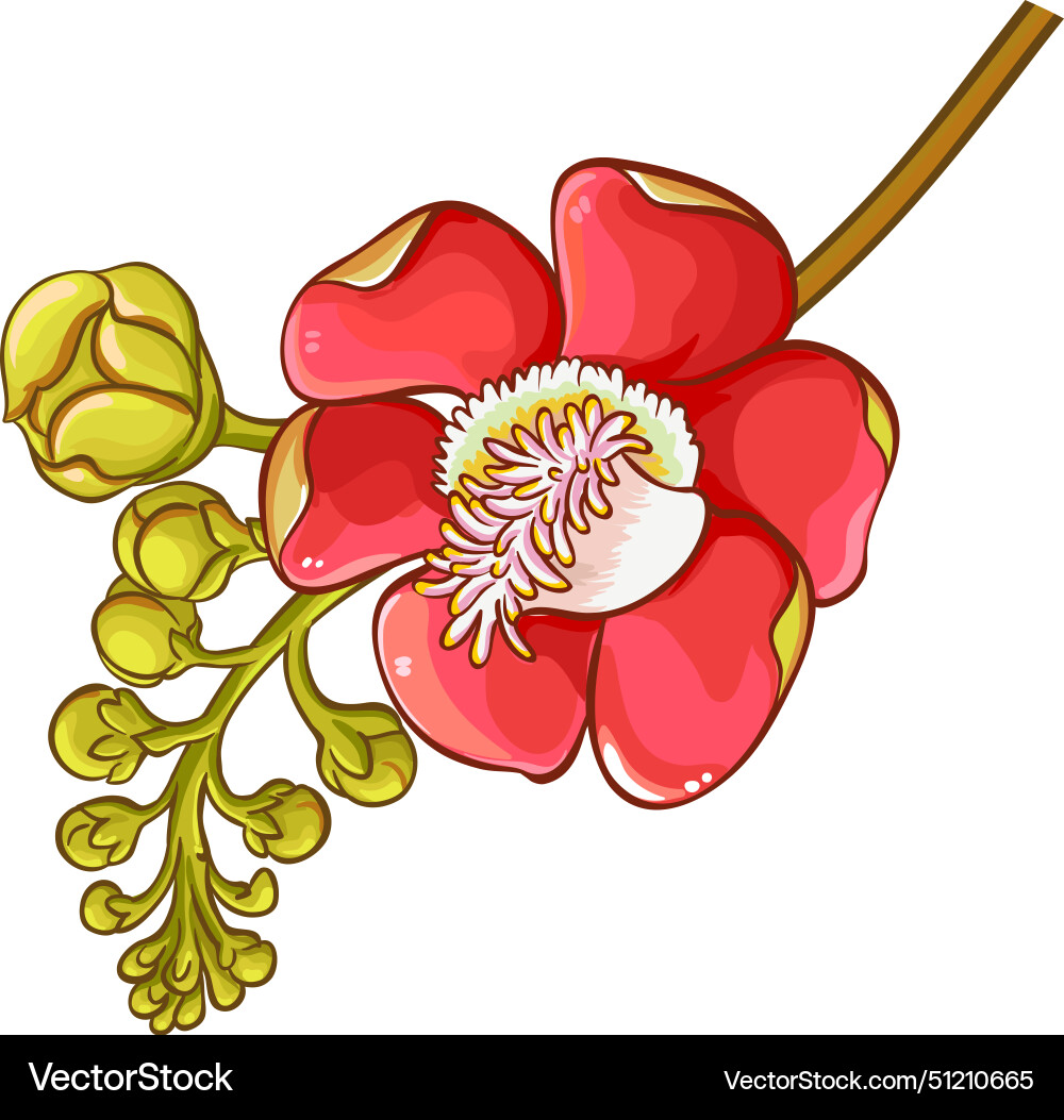 Brazil nut flowers colored detailed Royalty Free Vector