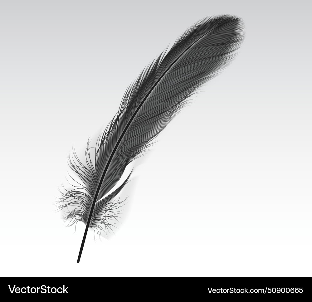 Single crow feather realistic on white Royalty Free Vector
