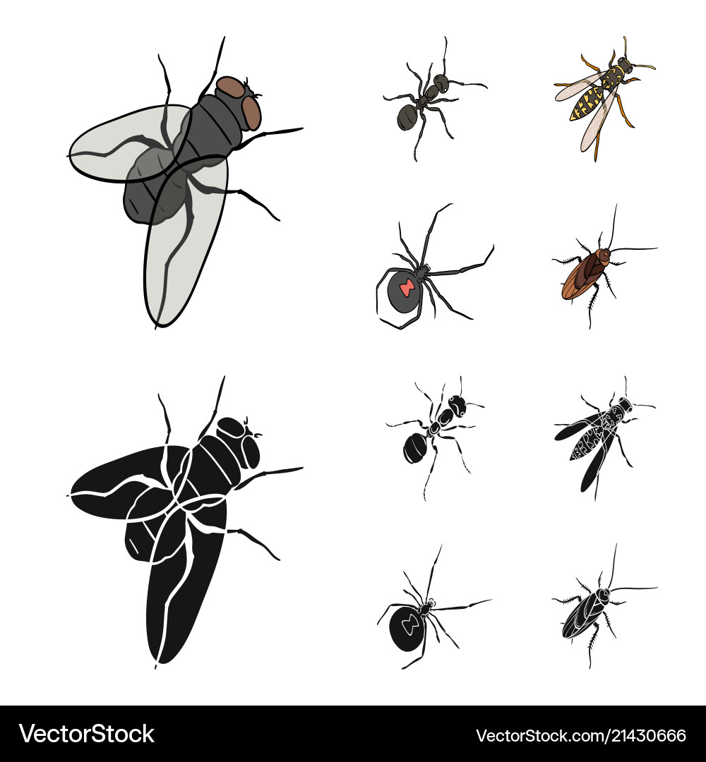 An insect arthropod osa a spider cockroach Vector Image