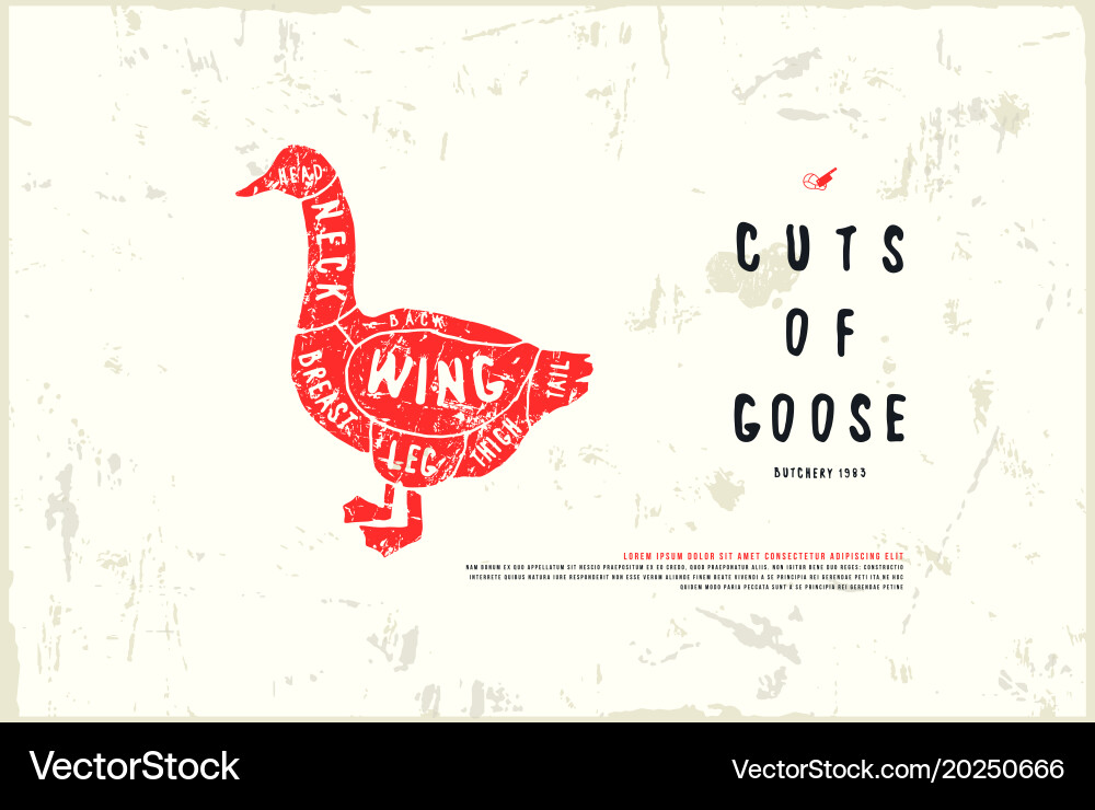 Stock goose diagram Royalty Free Vector Image - VectorStock