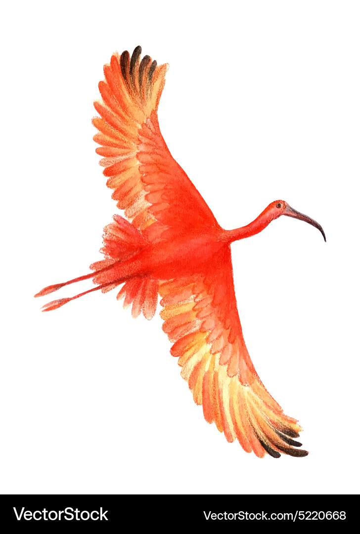 Bird Royalty Free Vector Image - VectorStock