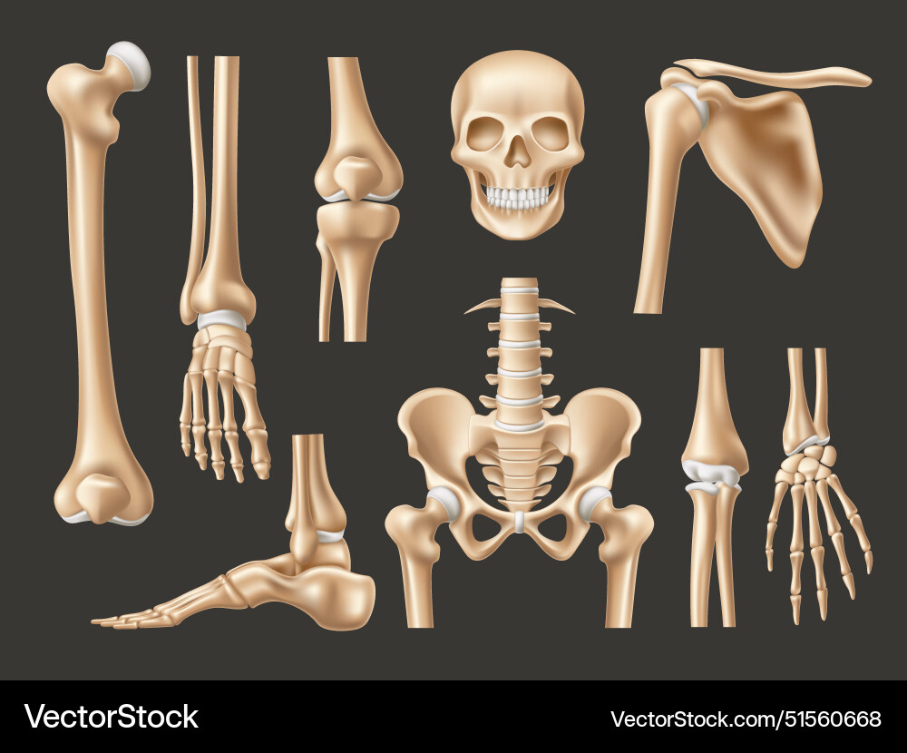 Realistic human bones isolated 3d anatomical body Vector Image