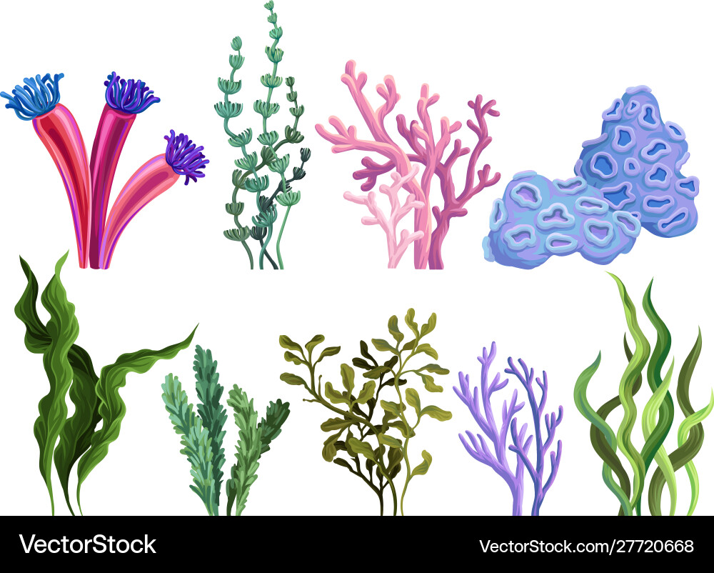 Set colorful sea plants Royalty Free Vector Image