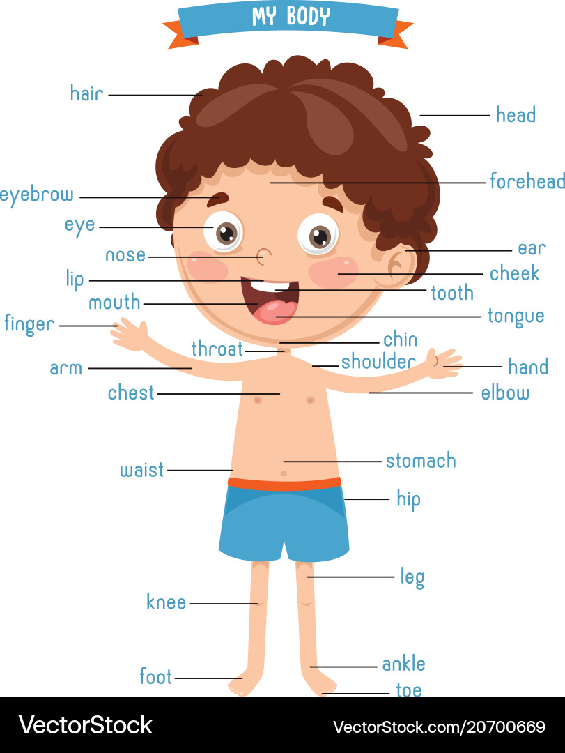 Human body Royalty Free Vector Image - VectorStock