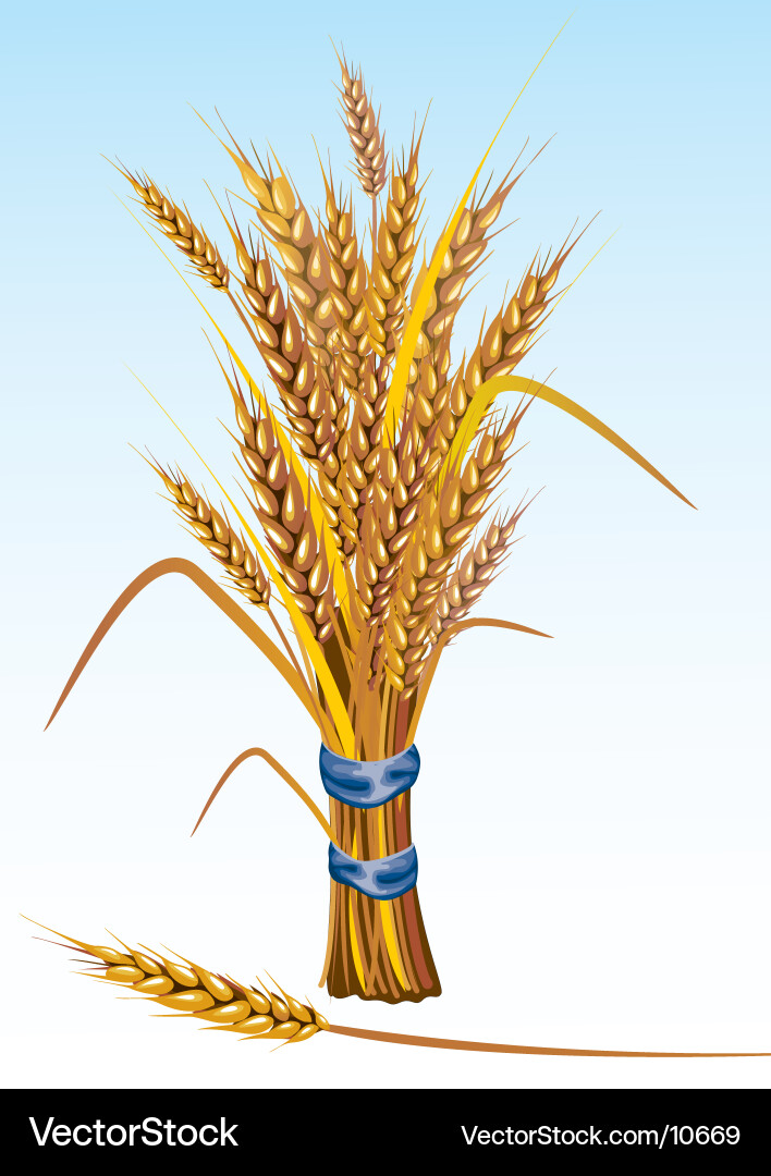 Weizen Lizenzfreies Vektorbild - VectorStock