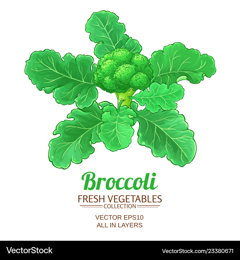 Broccoli plant isolated on white background Vector Image