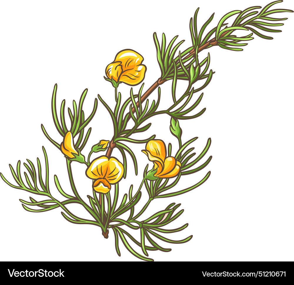 Rooibos branch colored detailed Royalty Free Vector Image